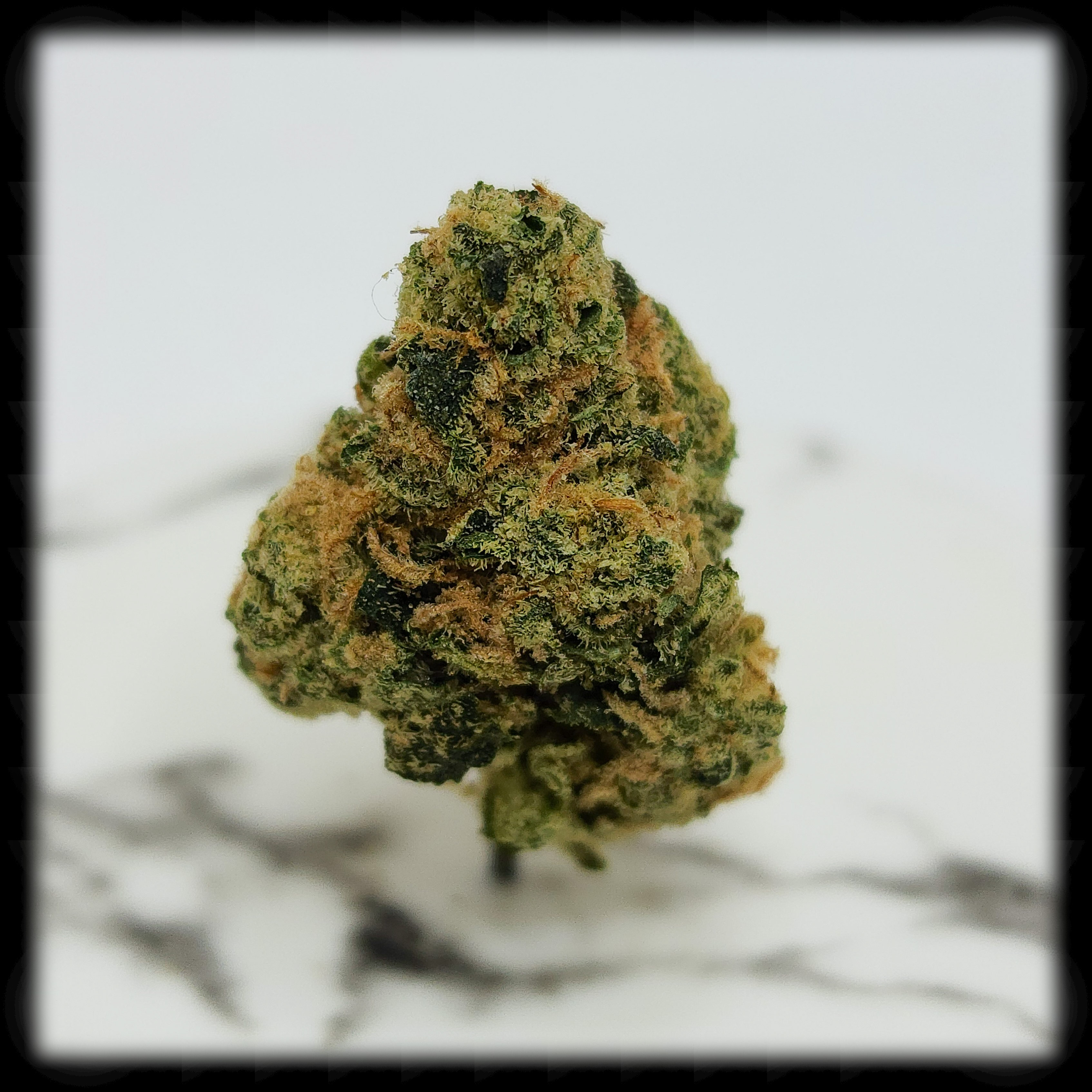 420 All Month: Lemon OG Haze – Stoned Coast