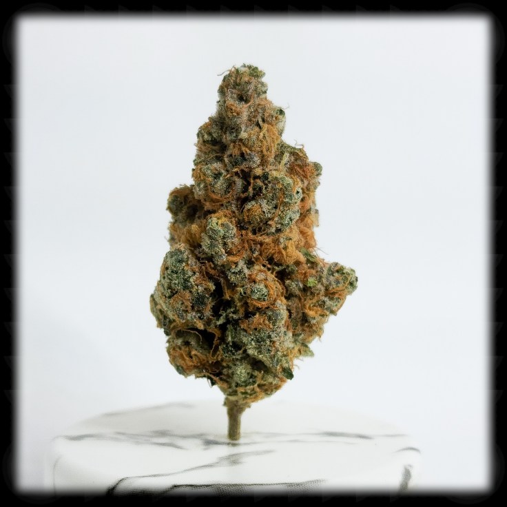 420 All Month: Violet Vixen – Stoned Coast