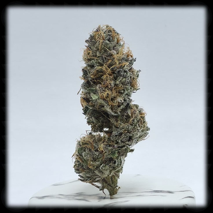 420 All Month: Funk Mountain – Stoned Coast